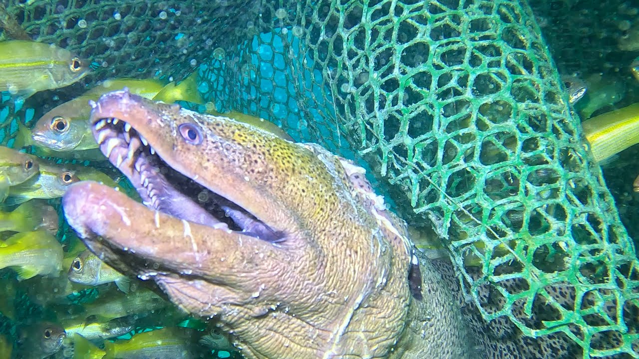 Nagulantang Ang Mga Isda At Walang Awang Nilamon | Catch & Sell - YouTube