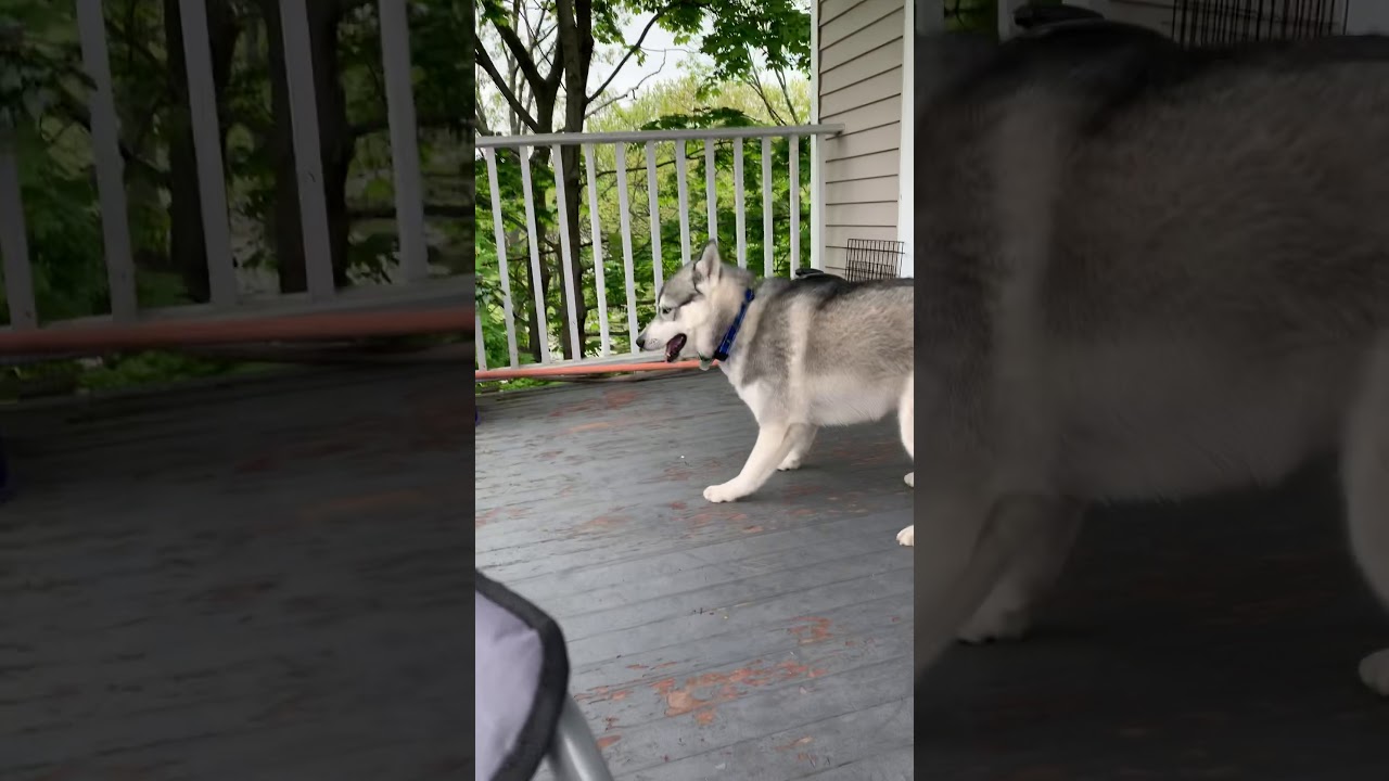 Husky goes crazy - YouTube