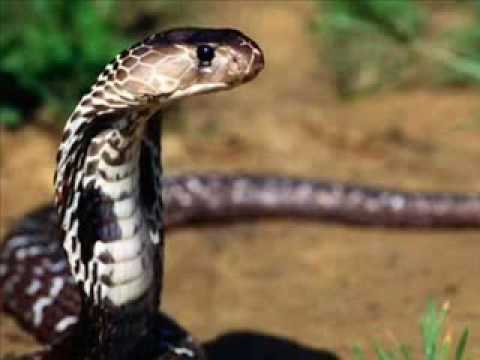 Ankara Kobrası [Mutlaka  Dinle]