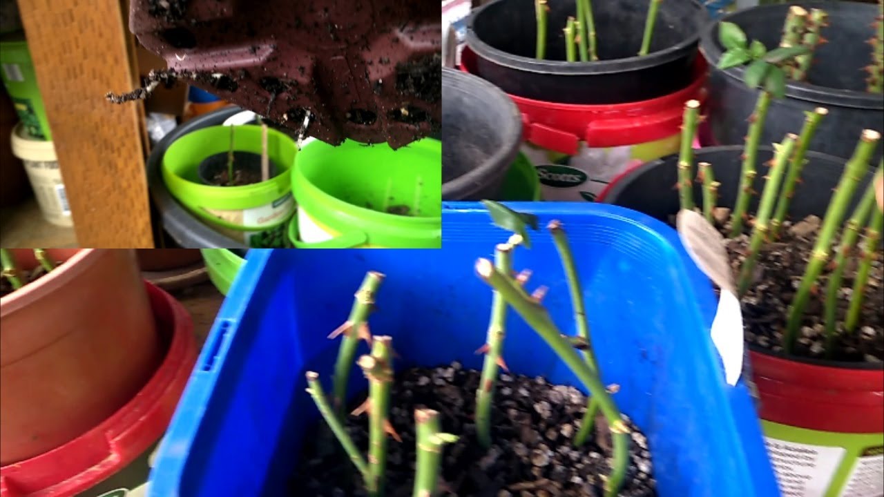 Rose propagation update, some new tricks I want to share with you ...