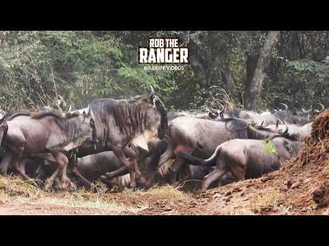 Great Migration Herds Cross The Road!! - Maasai Mara Safari | Zebra Plains