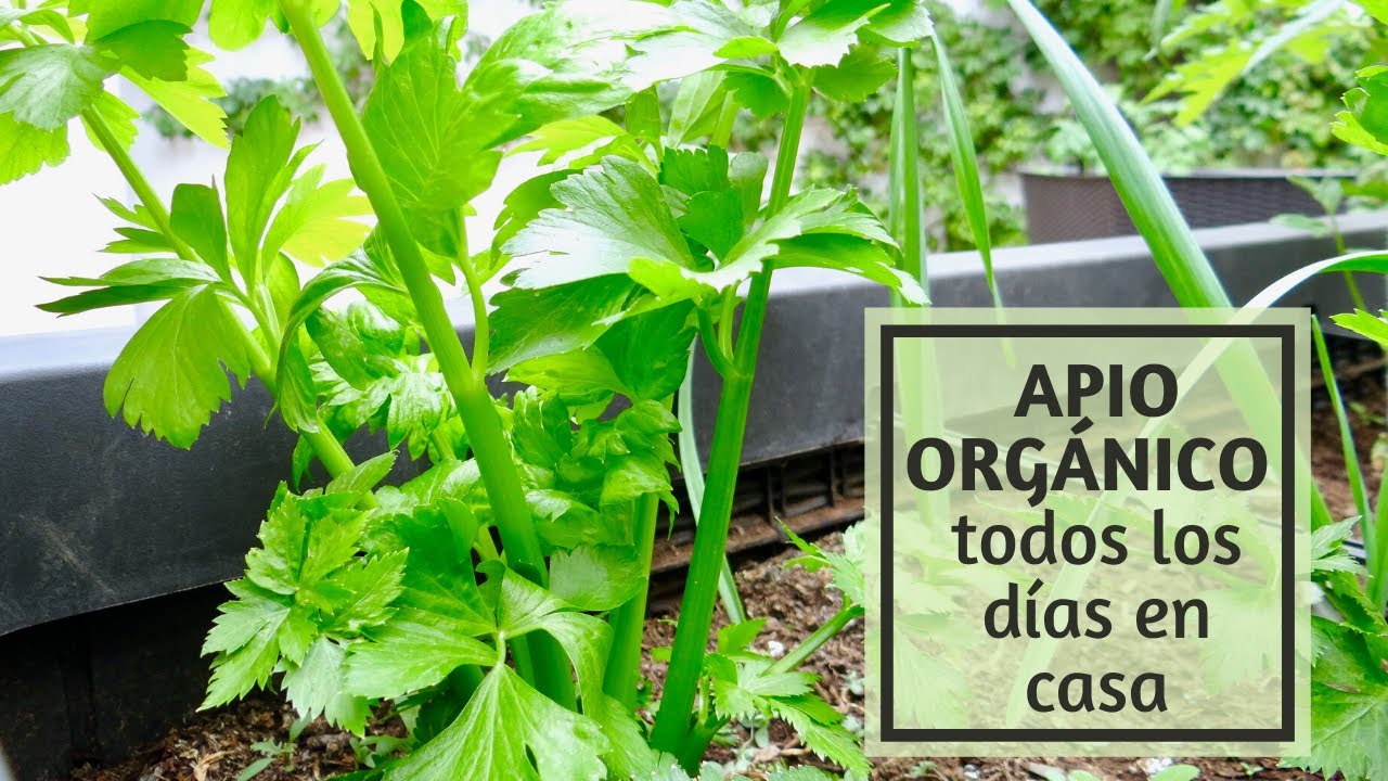 ¡Cultiva tu propio APIO ORGÁNICO en casa! Rebrote sin semilla - YouTube