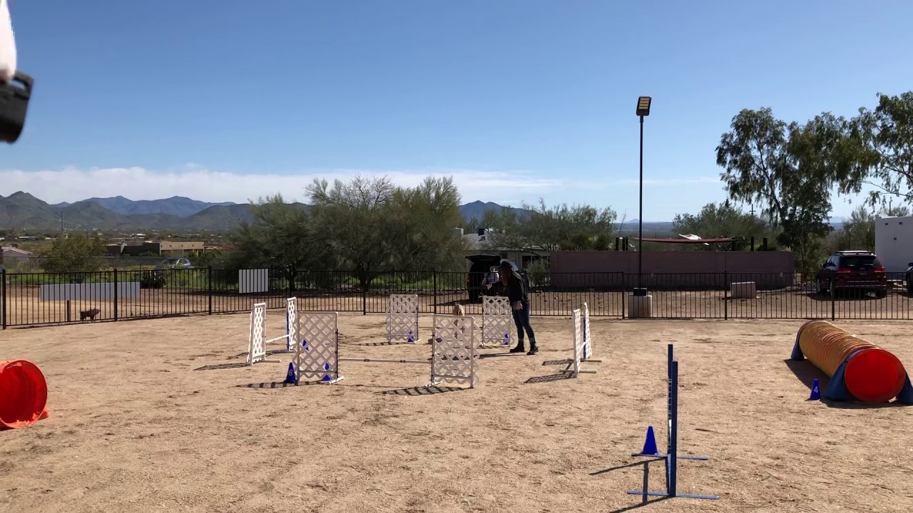 Greyhound agility! - YouTube