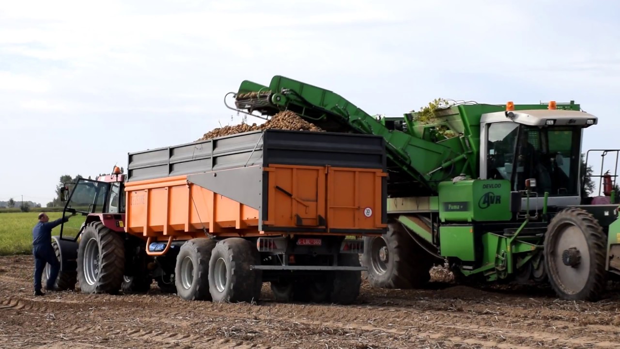 harvesting potatoes with AVR Puma potato harvester - YouTube