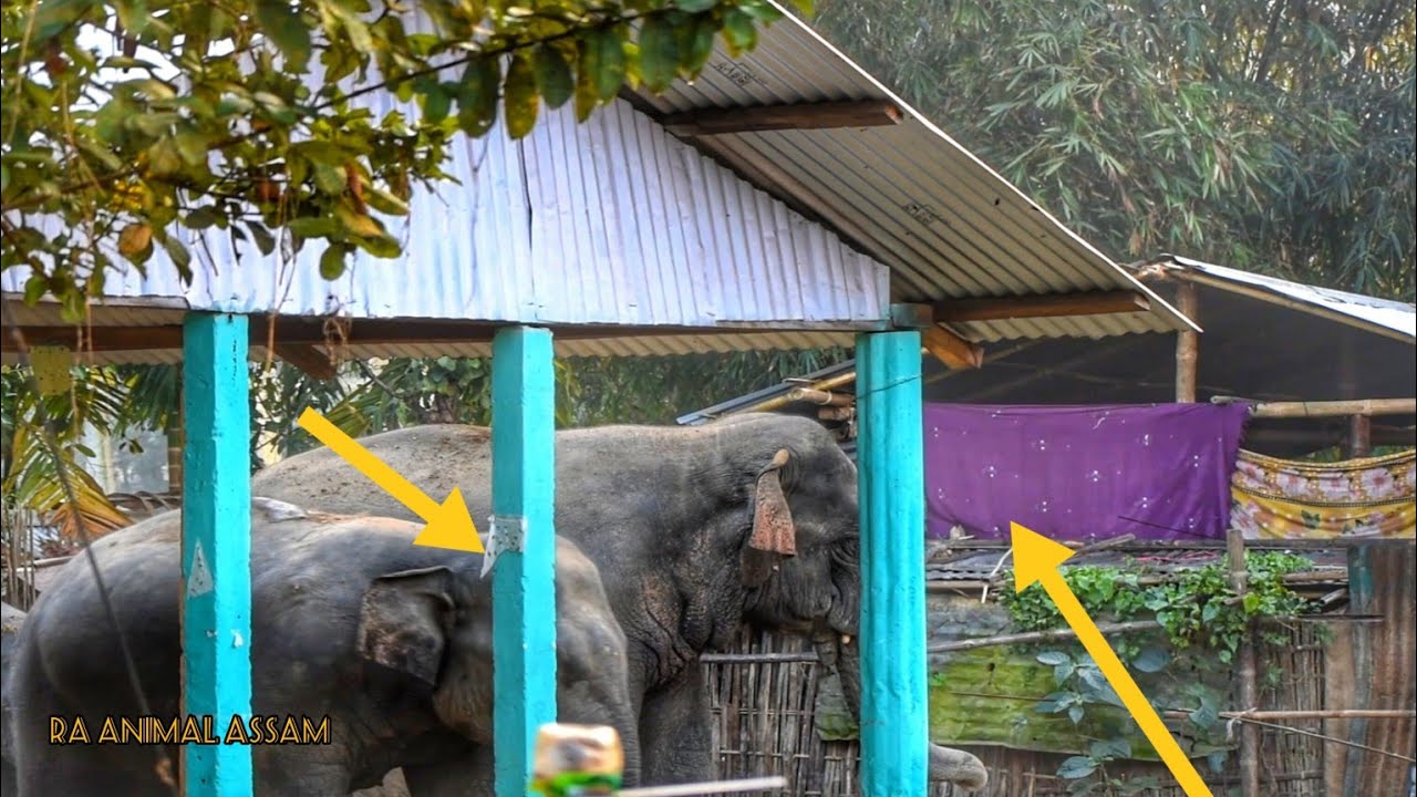 #INNOCENT WILD ELEPHANT WILD ELEPHANT'S NEAR PEOPLE'S HOUSE #FIGHT ...