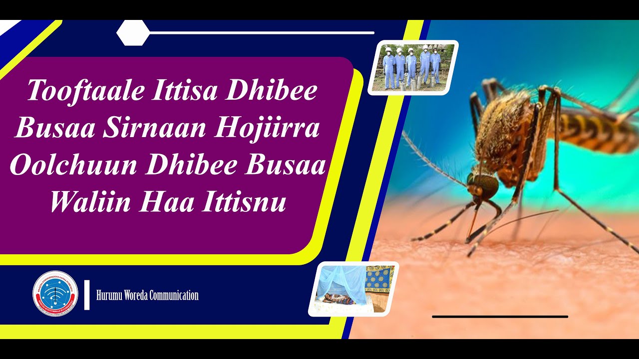 waa'ee dhibee busaa ml beektu? - YouTube