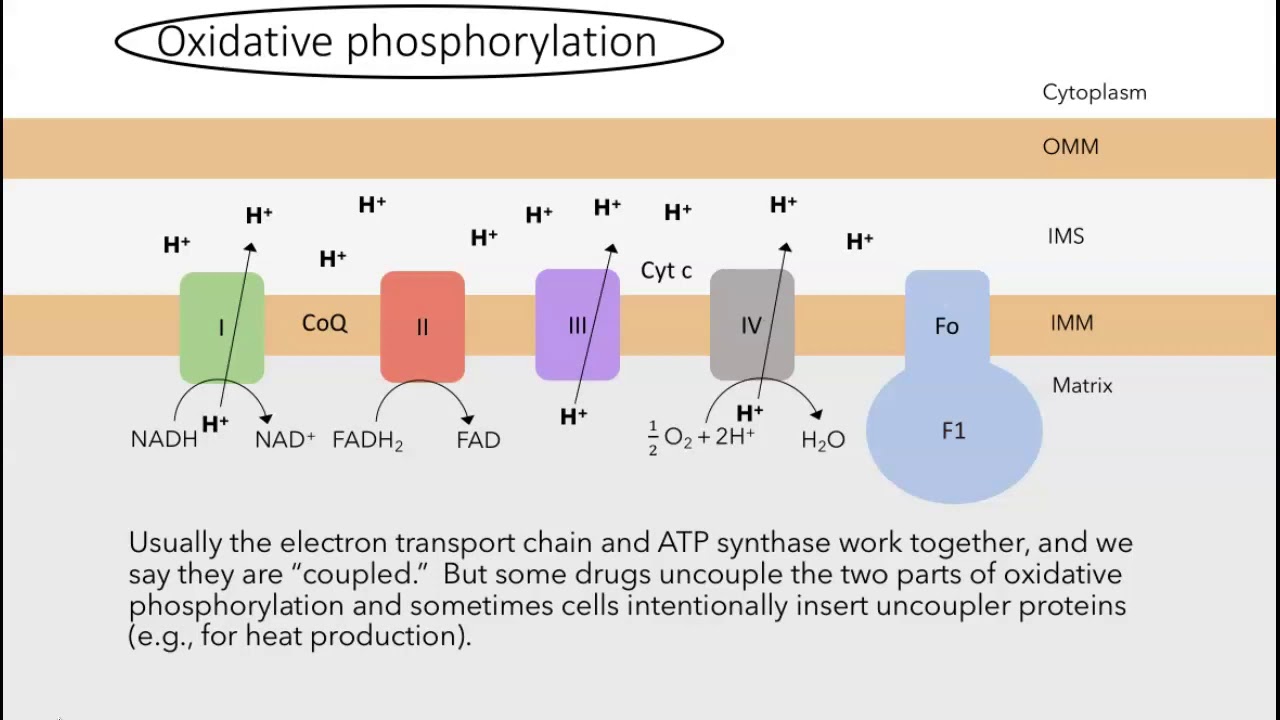 Electron transport chain and ATP synthase - YouTube