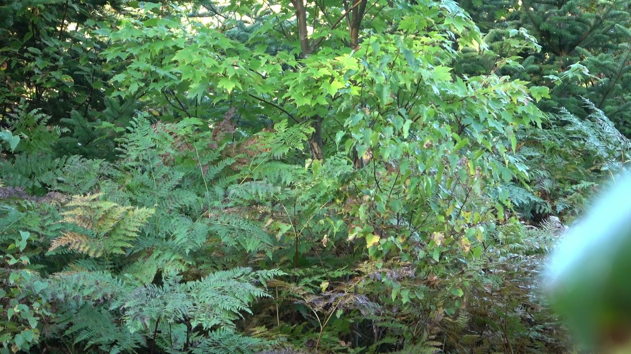 BIG Bull Moose Grunts and Sounds - YouTube