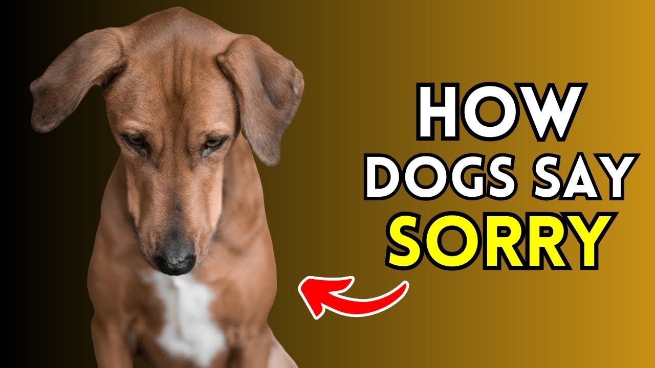 How Dogs Apologize to Their Humans | Dog Cues - YouTube
