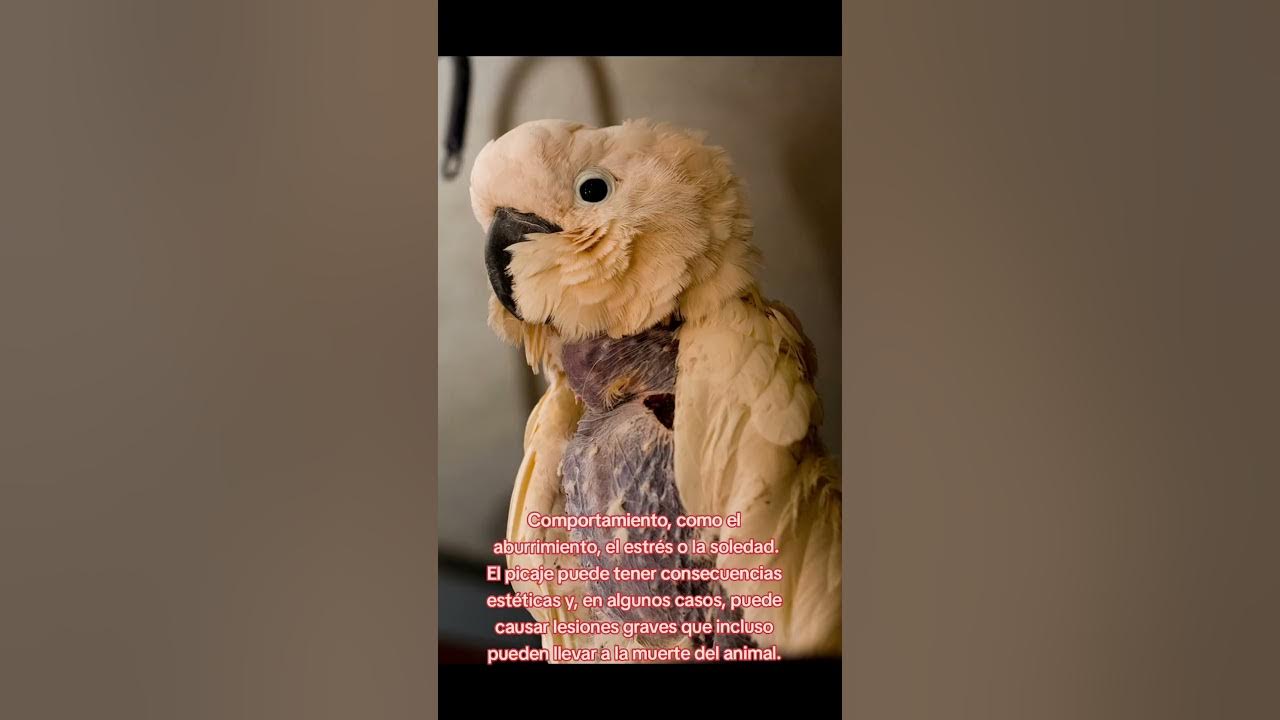 El picaje en Aves - YouTube