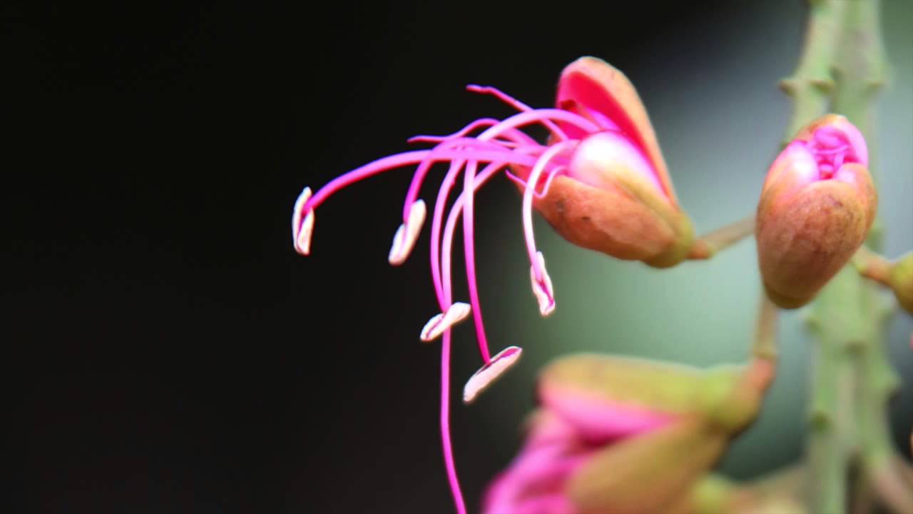Divine Flow Meditation - YouTube