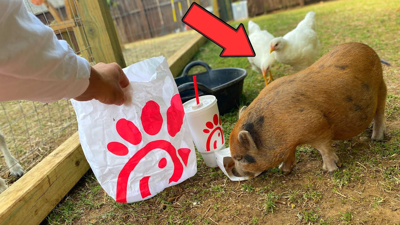 Taking My Mini Pig To Chick-fil-A!!!! - YouTube