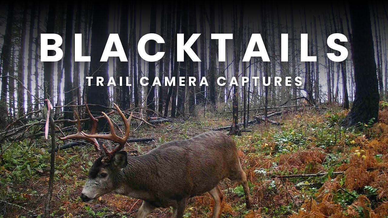 Oregon Blacktail bucks on trail cam 2024 - YouTube
