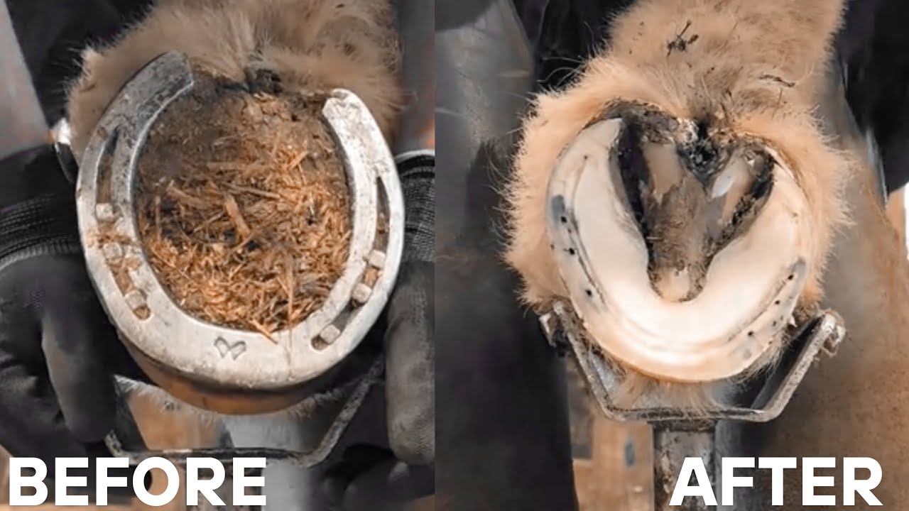 Satisfying Back Hoof Restoration/ Farrier Asmr. - YouTube