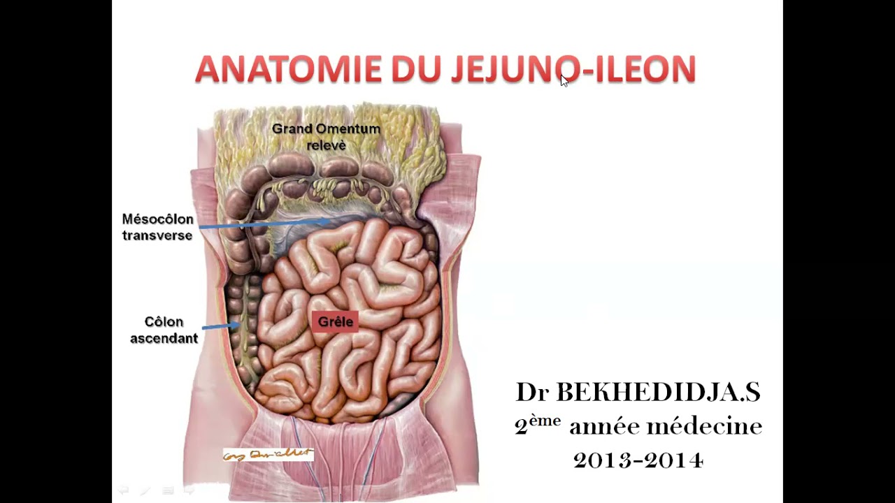 le jéjuno-iléom partie 1 ( d'abdarahman rekik) - YouTube