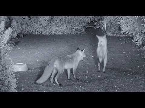 Two young foxes playfighting