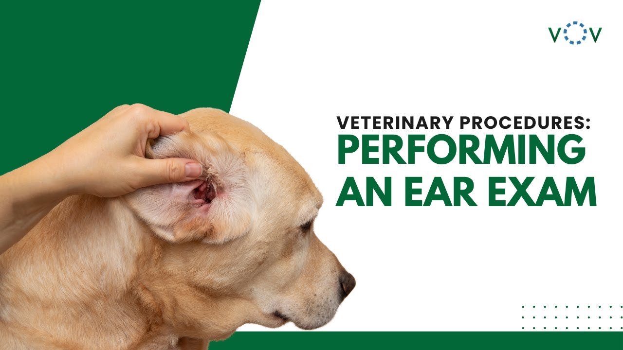 Performing an Ear Exam on a Dog | VetOvation Ear Exam Demo - YouTube