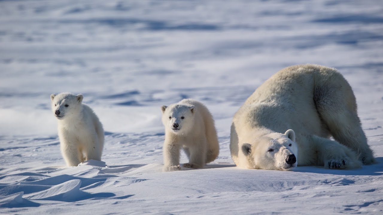 Celebrating International Polar Bear Day with Anna Rust - YouTube