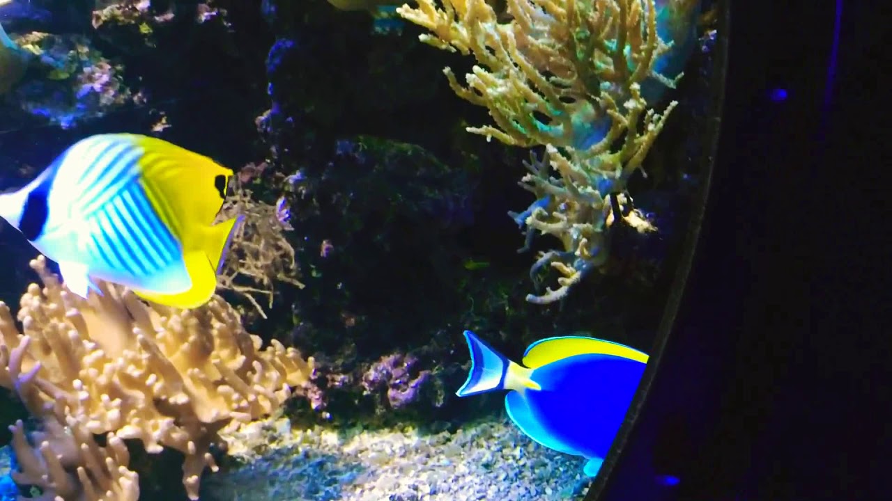 Acuario de coral en la Biosfera de Potsdam - YouTube