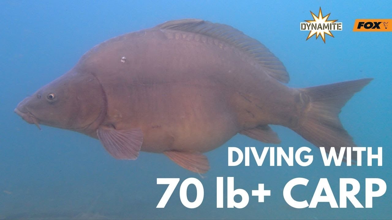 Diving with 70lb carp | Krištof Cuderman - YouTube