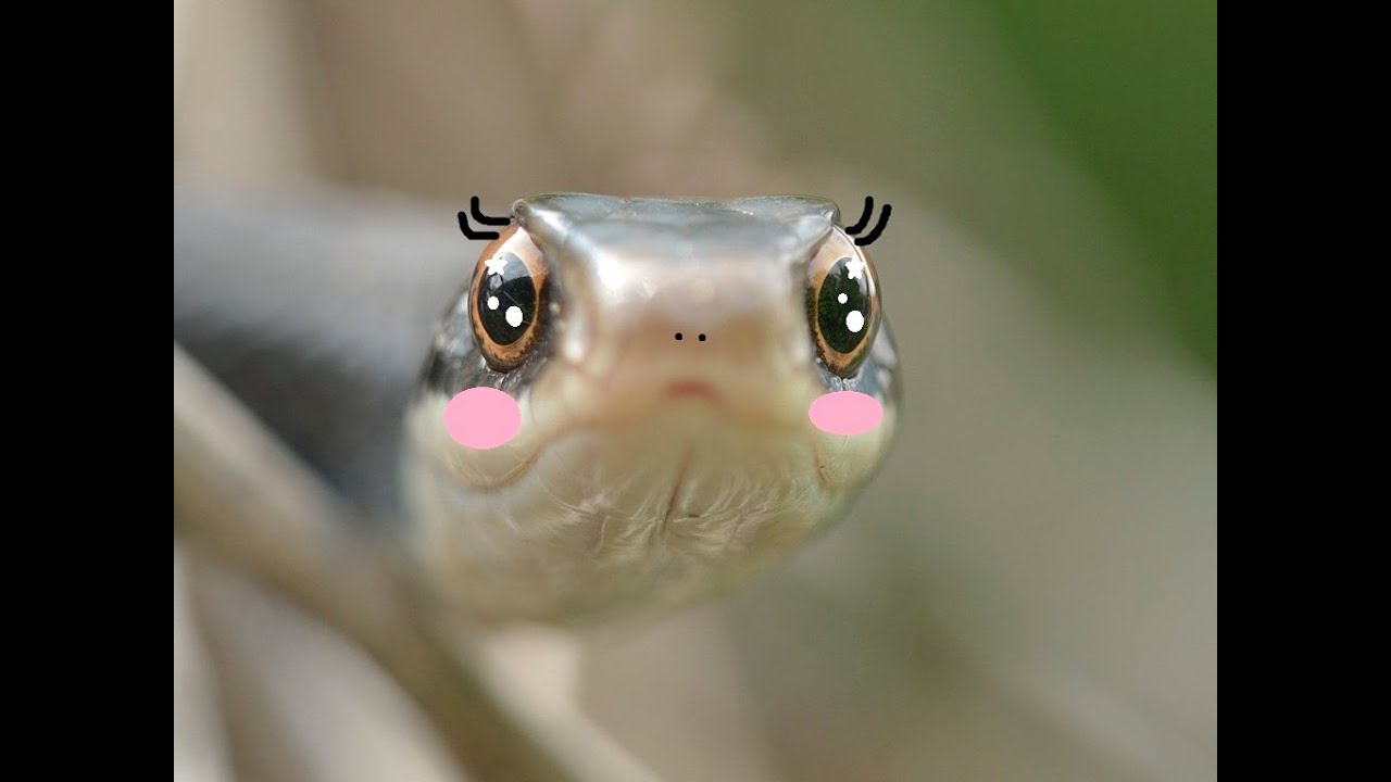 Miss Lesley Identifies a Southern Black Racer Snake - YouTube