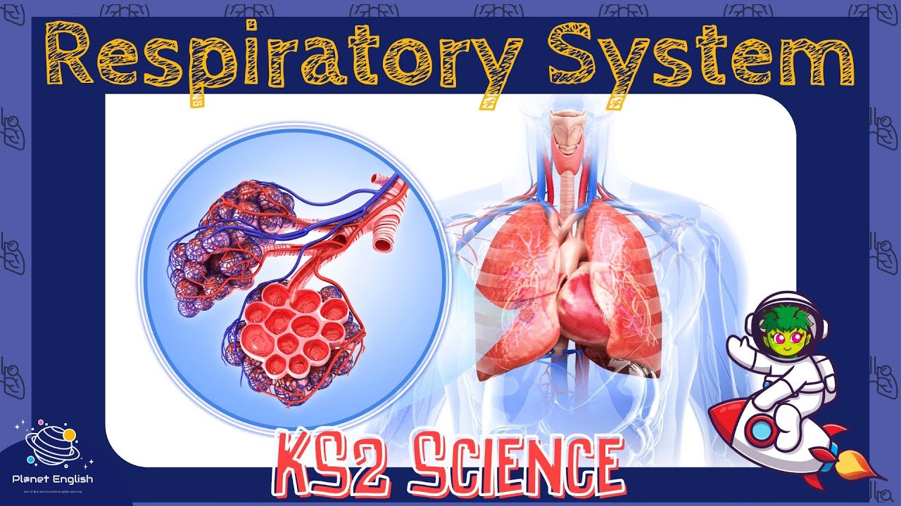 The Respiratory System | KS2 Science | STEM and Beyond - YouTube