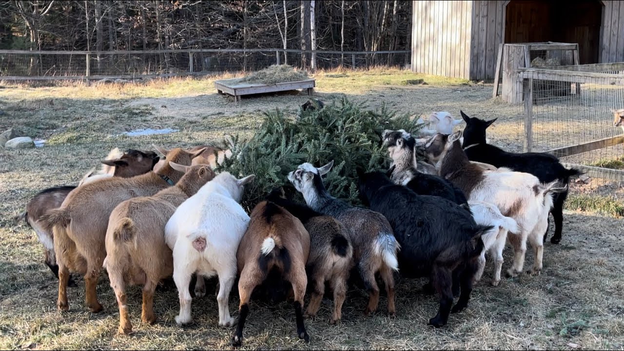 People drop off trees for the goats! - YouTube