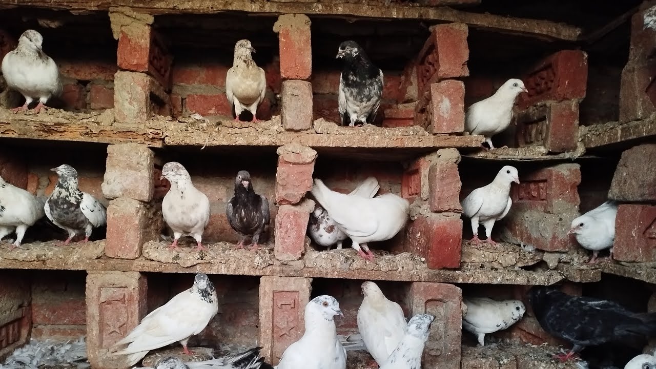 zaman sheikh vlog. | kabutar ki Pare Jhad chuki hain ab kabutar saaf ...