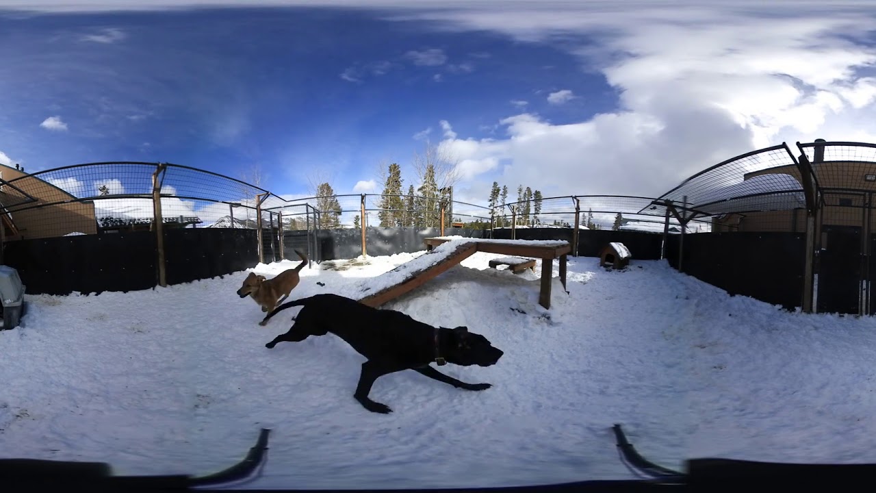 Summit 360: Dogs play at Summit County animal shelter - YouTube