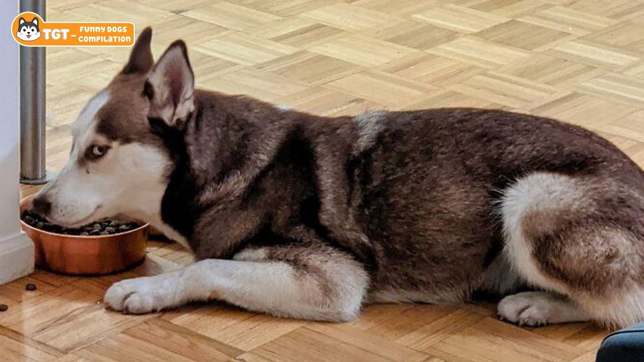 Husky The Drama Queen - Huskies being dramatic for 08 minutes - YouTube