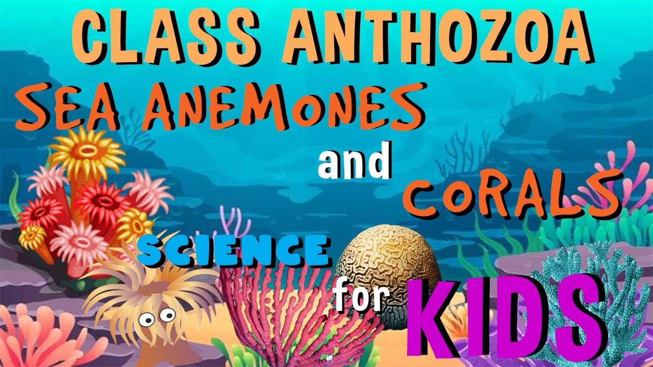Class Anthozoa - Sea Anemones and Corals - Invertebrates Animals ...