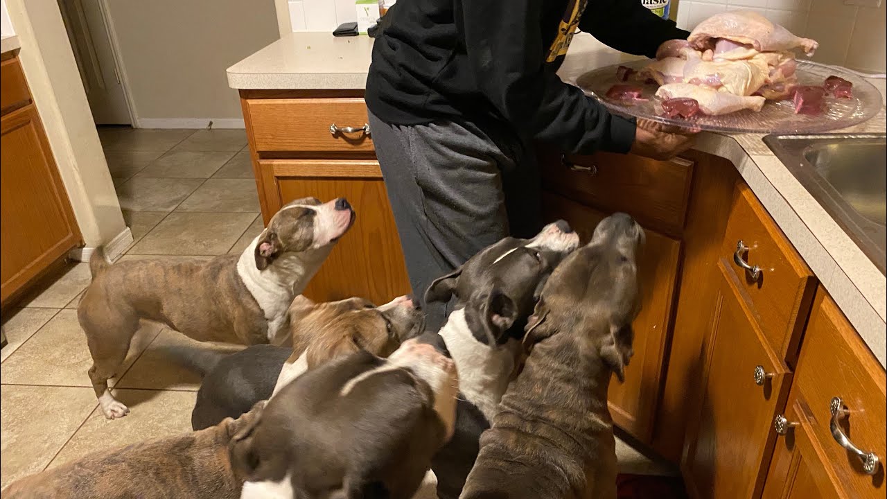 Raw dog food diet American bully - YouTube