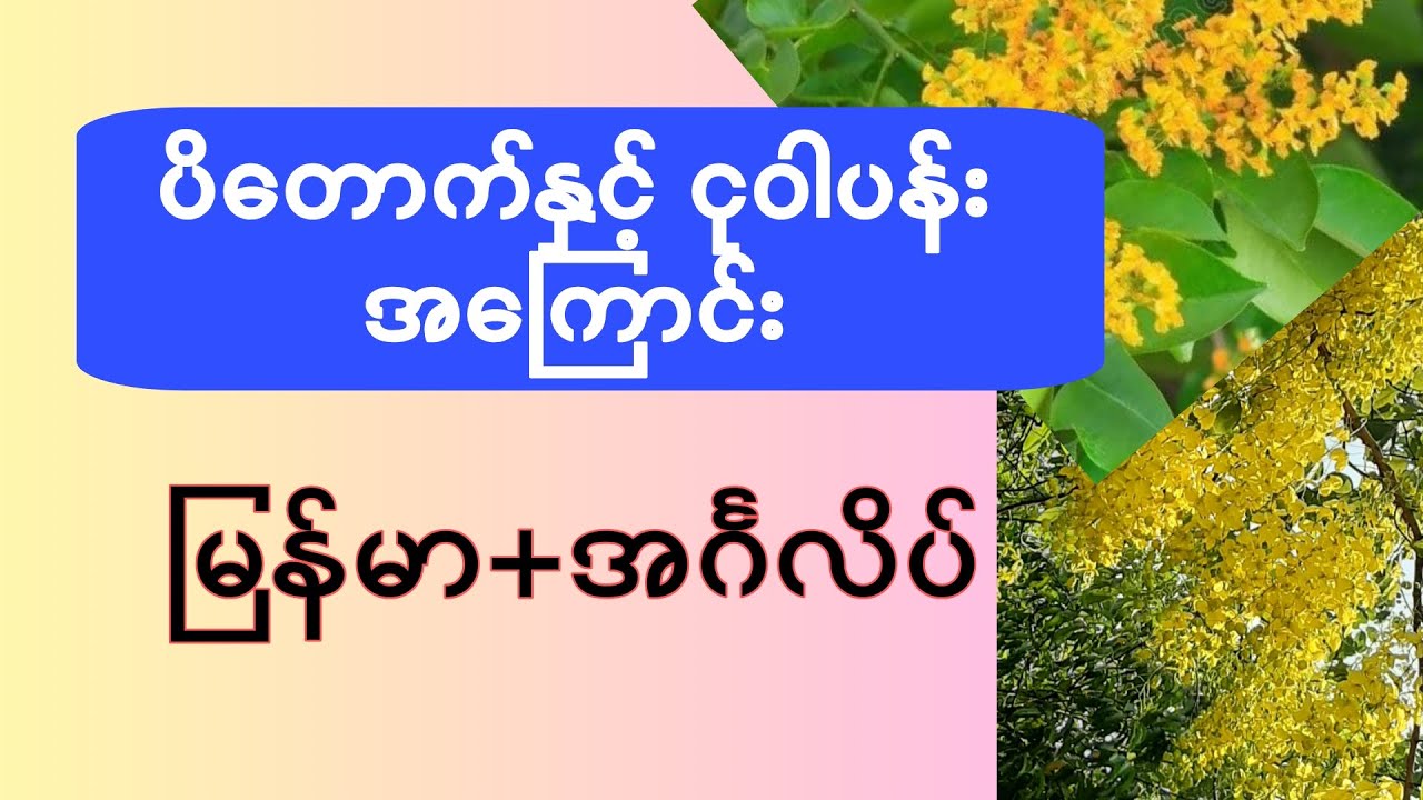 #Padauk_and_Nguwar_flower #ပိတောက်ပန်း #ငုဝါပန်း #Myanmar new year ...