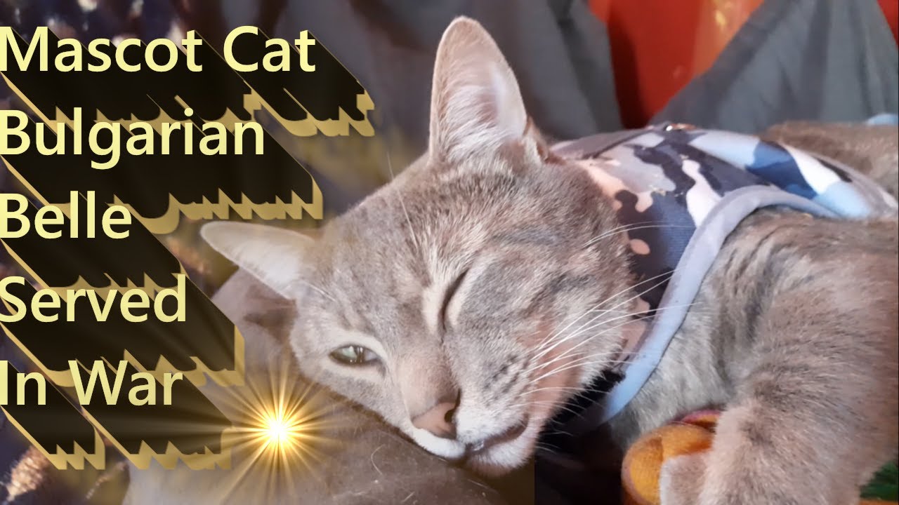 Mascot Cat Bulgarian Belle Served In War - YouTube