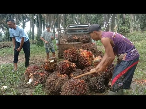 the menggoda ... panen sawit buah besar bibit marihat, buahnya jos ...