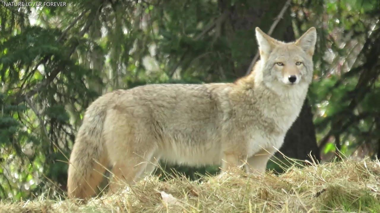 Coyotes (American jackal) - YouTube