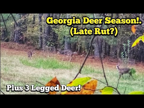 Georgia Deer Season!.(Late Rut?)...Plus 3-Legged Deer!. - YouTube