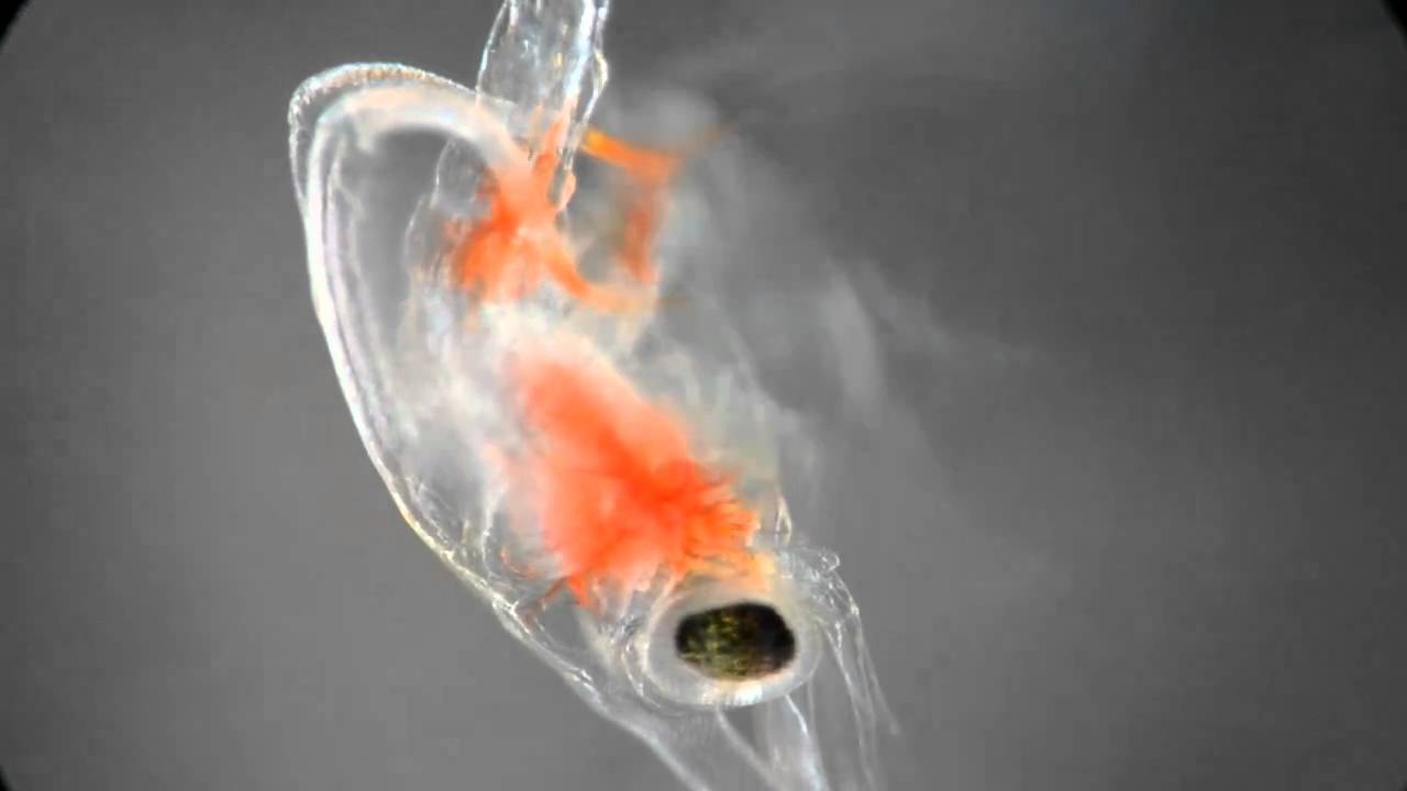 Porcelain crab larva heart beat - YouTube