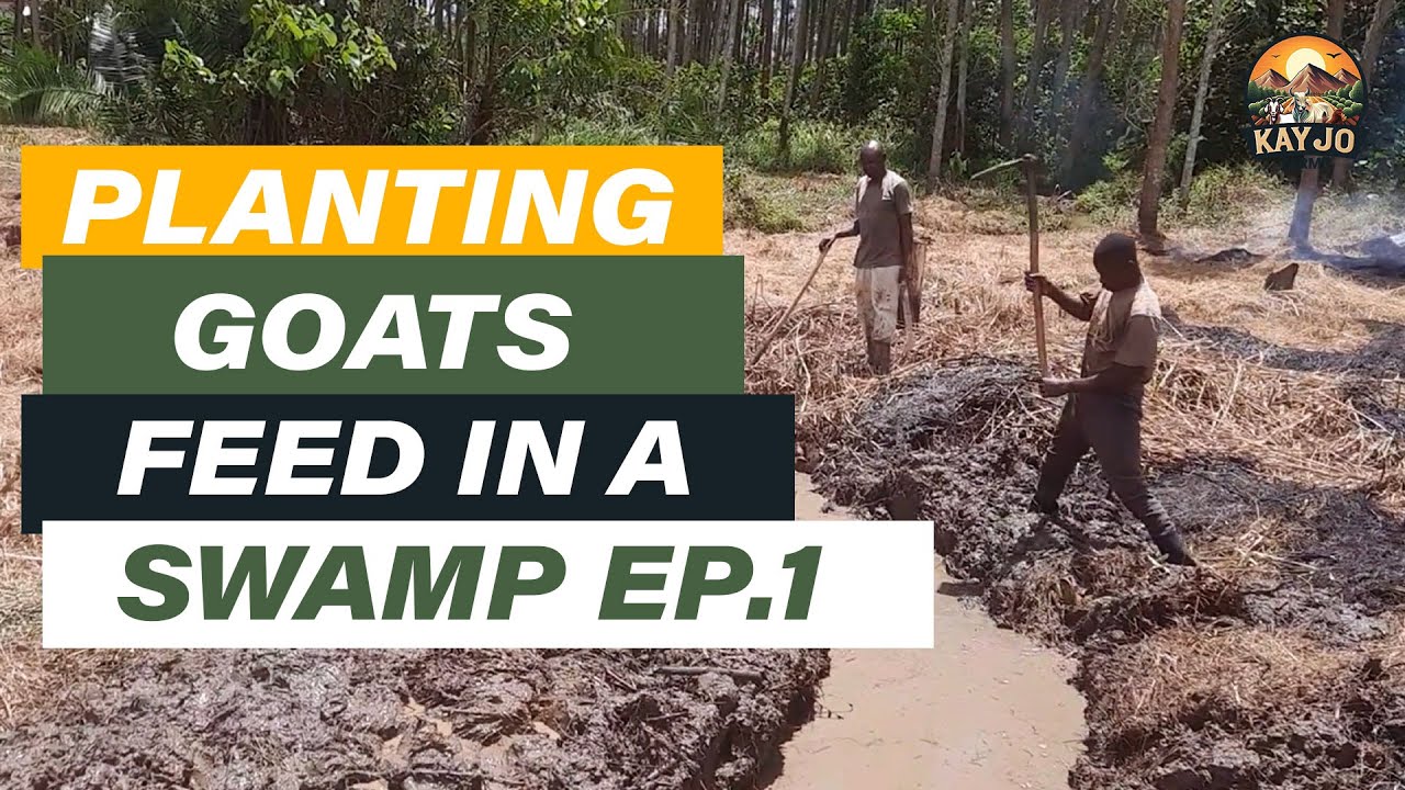 Planting Goats Feed In A swamp | ep2 #goatfarming #goats - YouTube