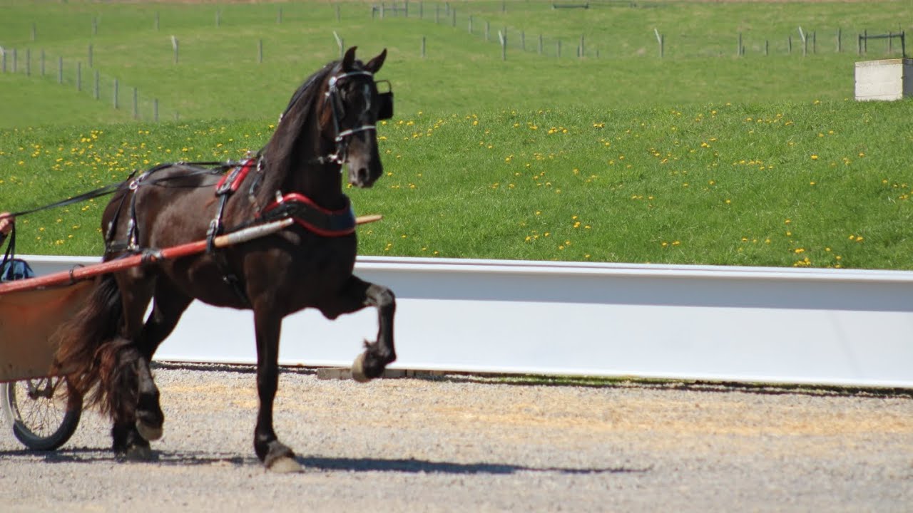 JET 3 year old gelding Friesian Standardbred Hackney cross sells (May ...