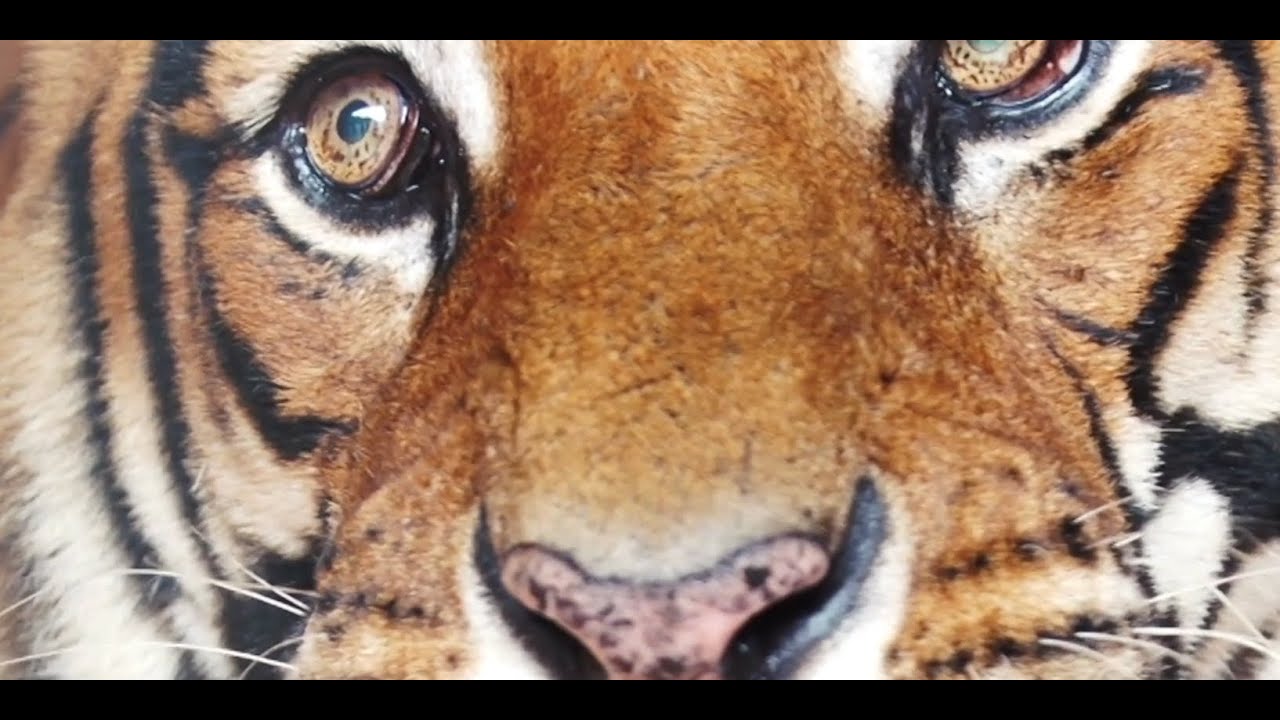 Tracks to success- Doubling Tigers In Nepal - YouTube