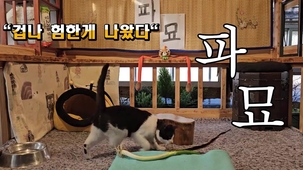 이런데는 절대 고양이가 누워있을 자리가 아니야 Youtube