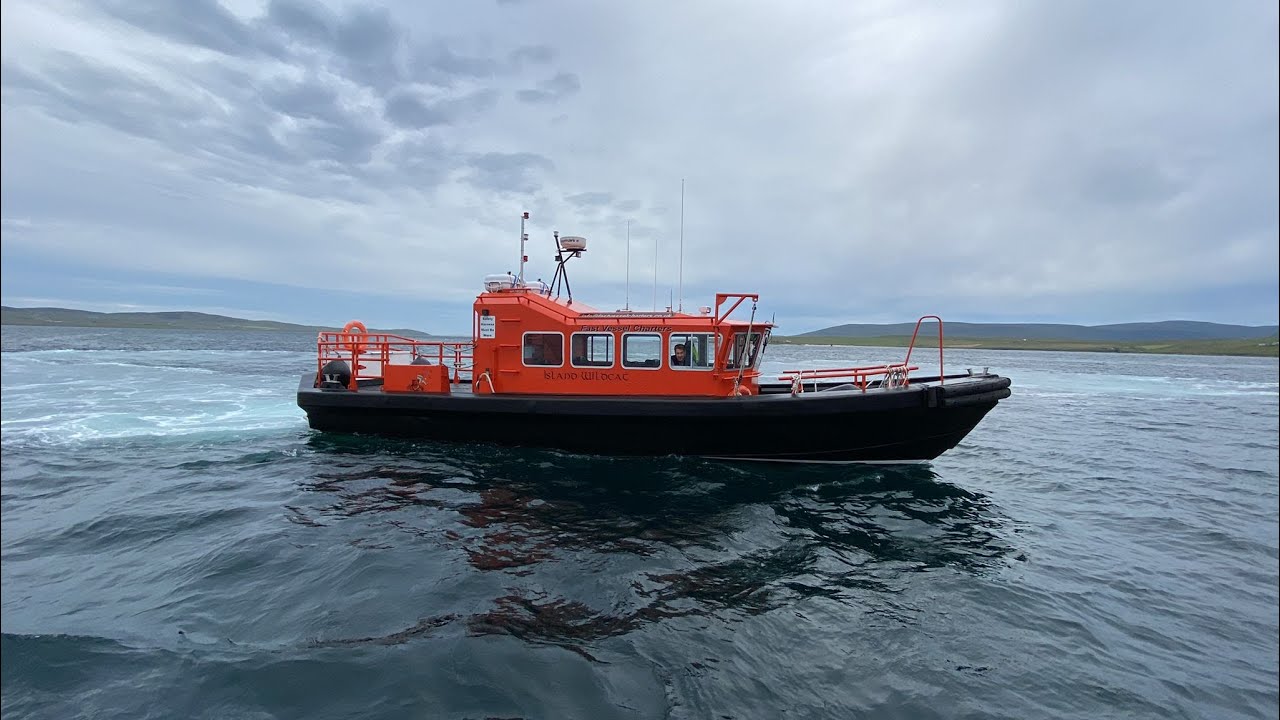 Island wildcat #2 - YouTube