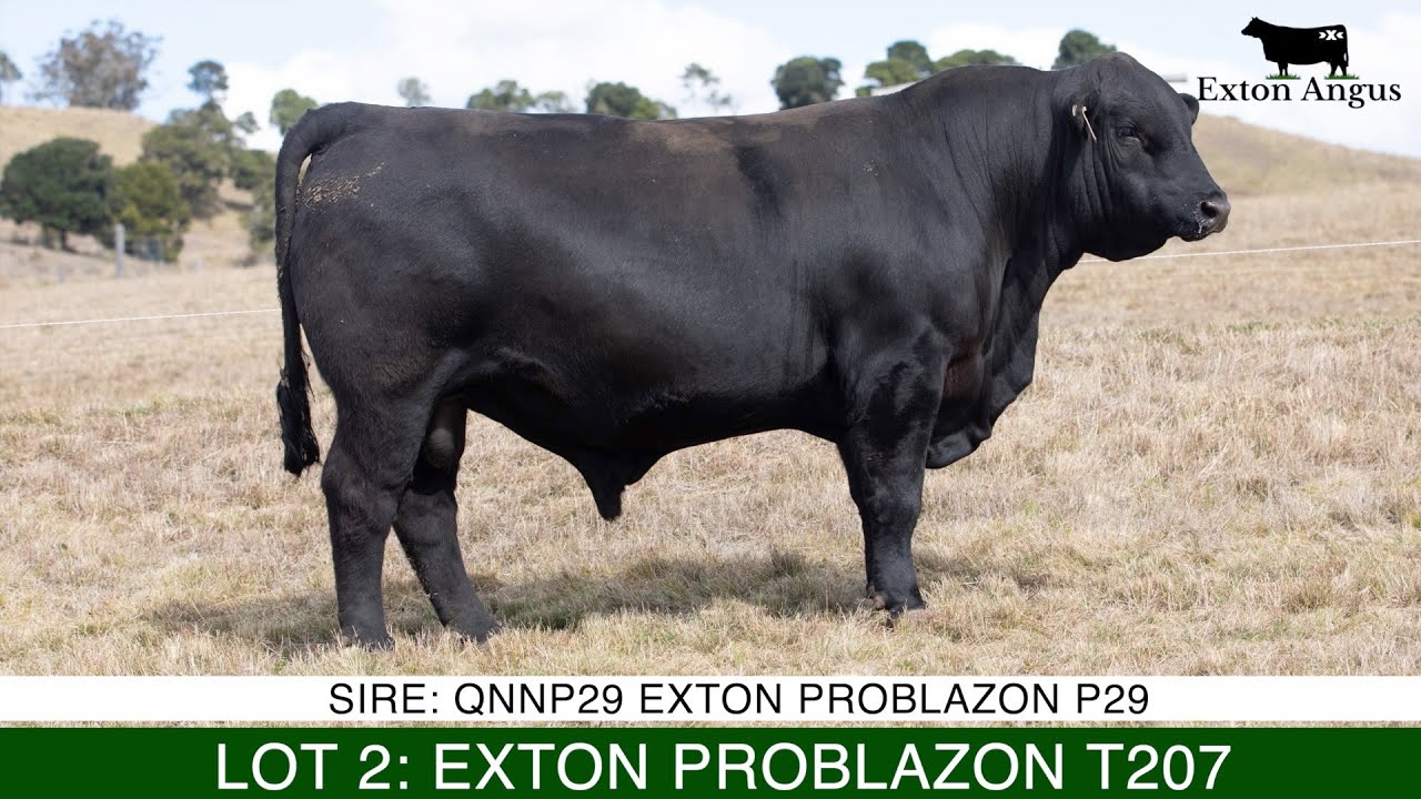 LOT 2 - EXTON ANGUS 2024 - YouTube