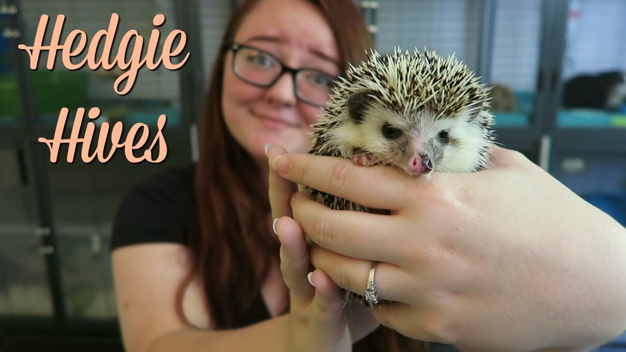 Am I Allergic to My Hedgehog?! || Hedgie Hives - YouTube