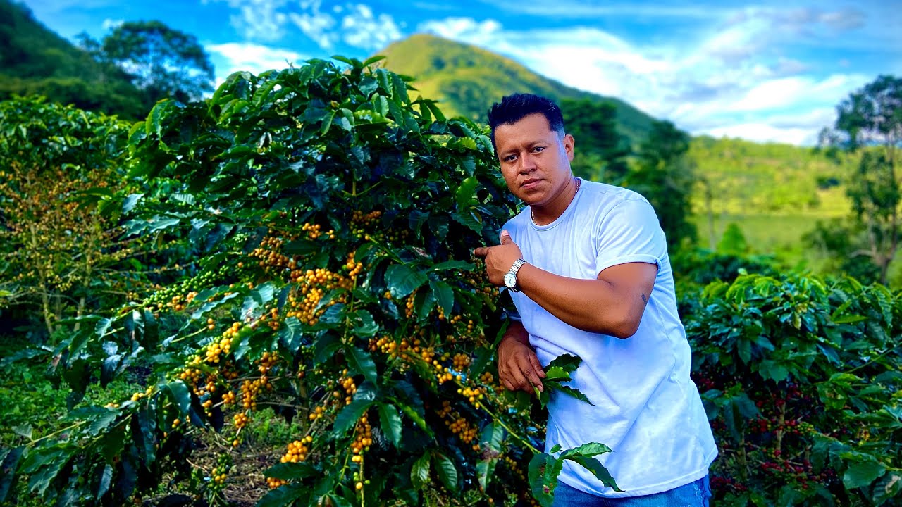 Conocías La Variedad Colombia Con Buena Producción Y Excelente ...