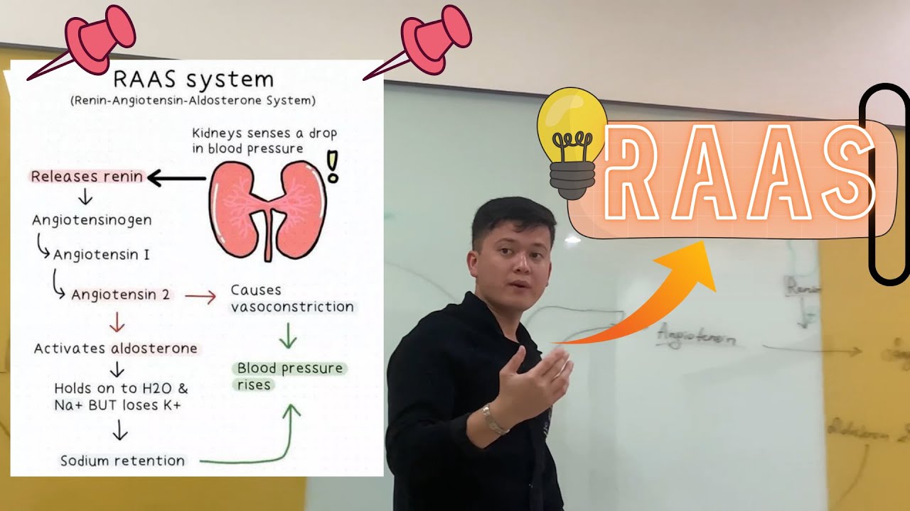🚨 RAAS System Explained! | How Renin-Angiotensin-Aldosterone Controls ...
