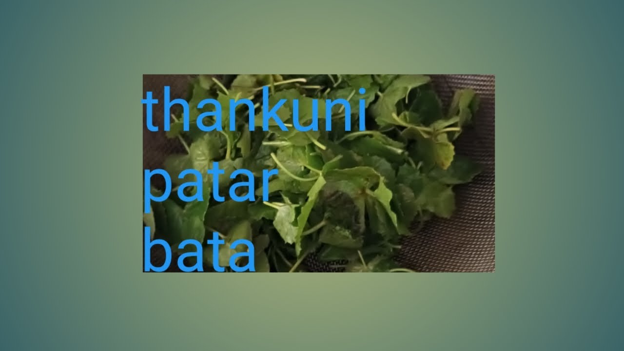 Thankuni patar bata recipe@Mili vlogs daily - YouTube
