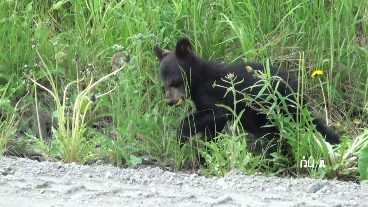 Most Loved Animals YouTube most-loved-animals-youtube