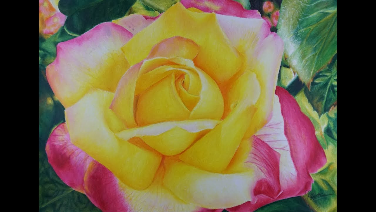 Drawing Realistic Yellow Rose - YouTube